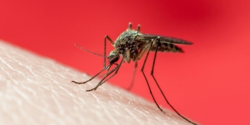 Трансгенным комарам предстоит крупная операция - Новости Спектр